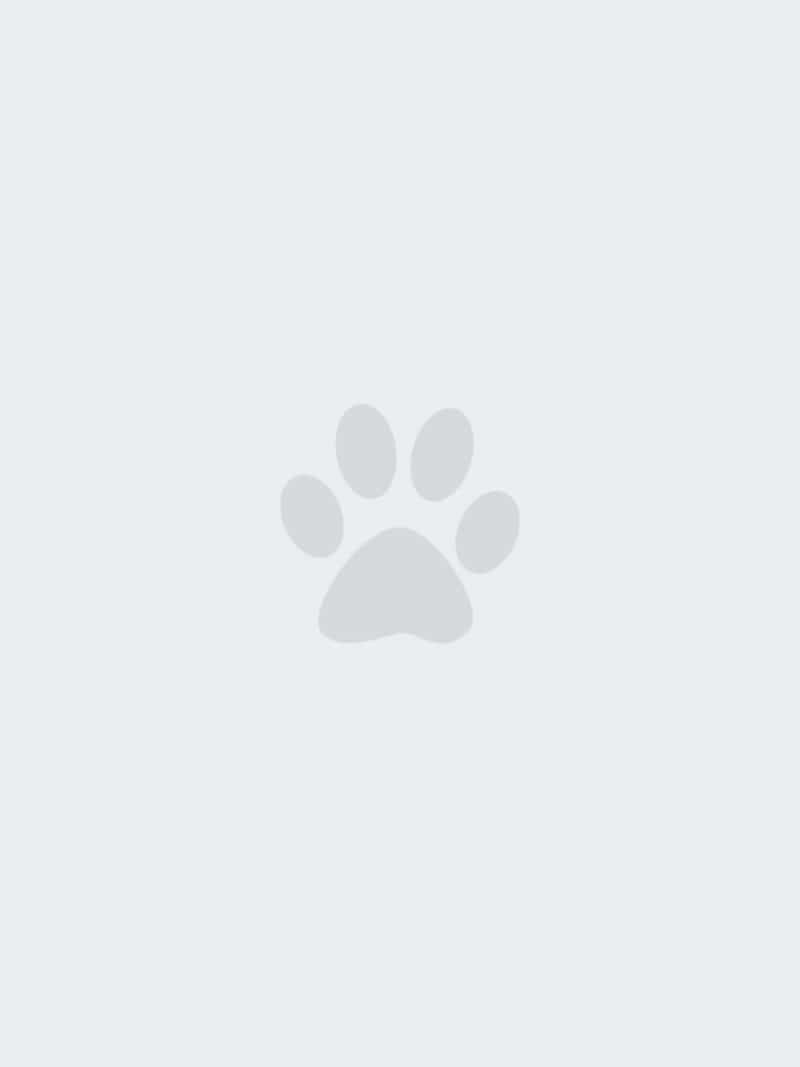 Boarding Check In | Kennesaw Pet Center